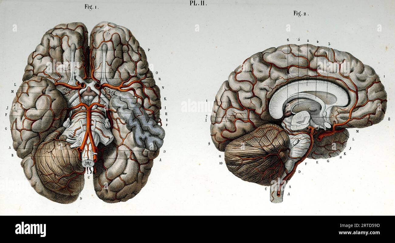 Human brain for diagram hi-res stock photography and images - Alamy