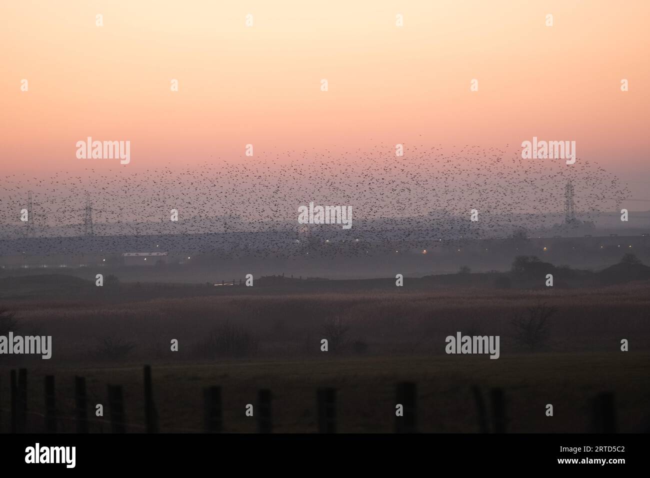 Birds flying in sky at dusk, Elmley, Isle of Sheppey, Kent, England ...