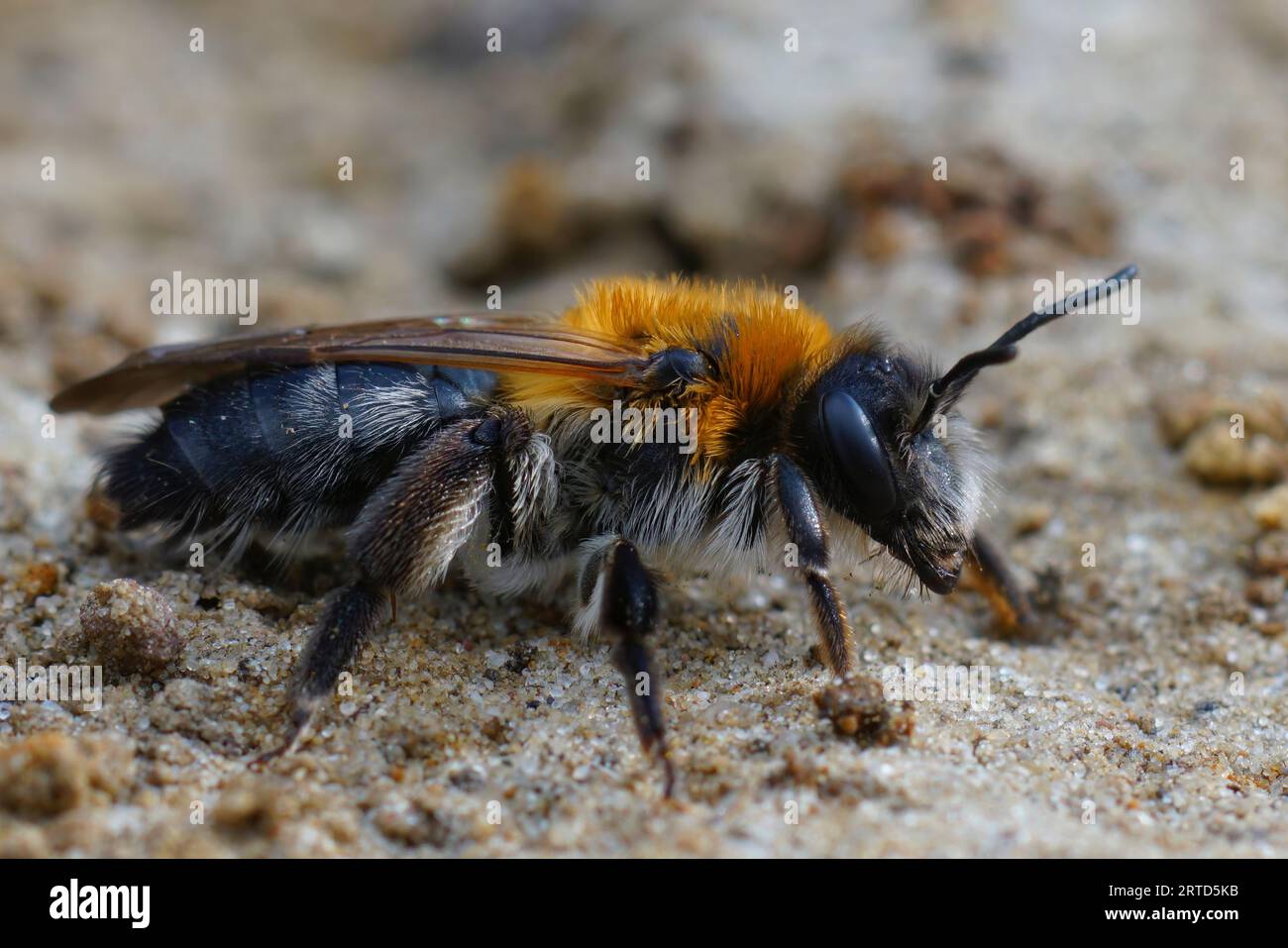 Detailed closeup on a furry brown female grey-patched mining bee ...