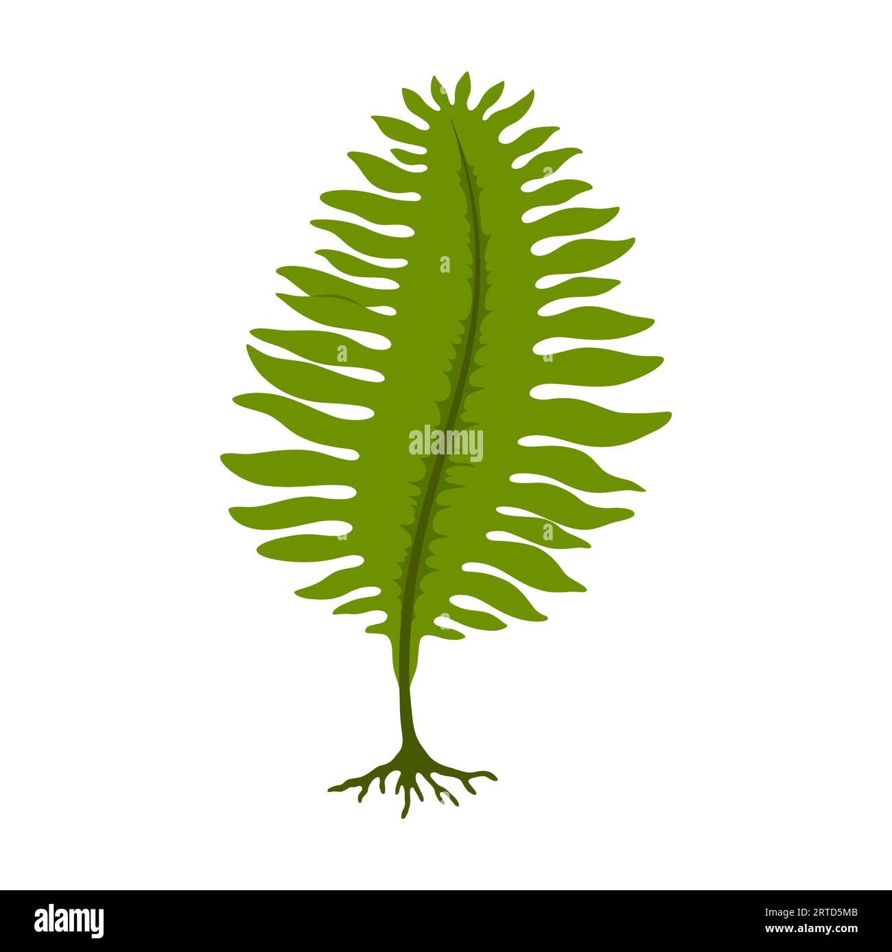 Green algae aquatic seaweed, seabed flora decoration. Vector underwater ...