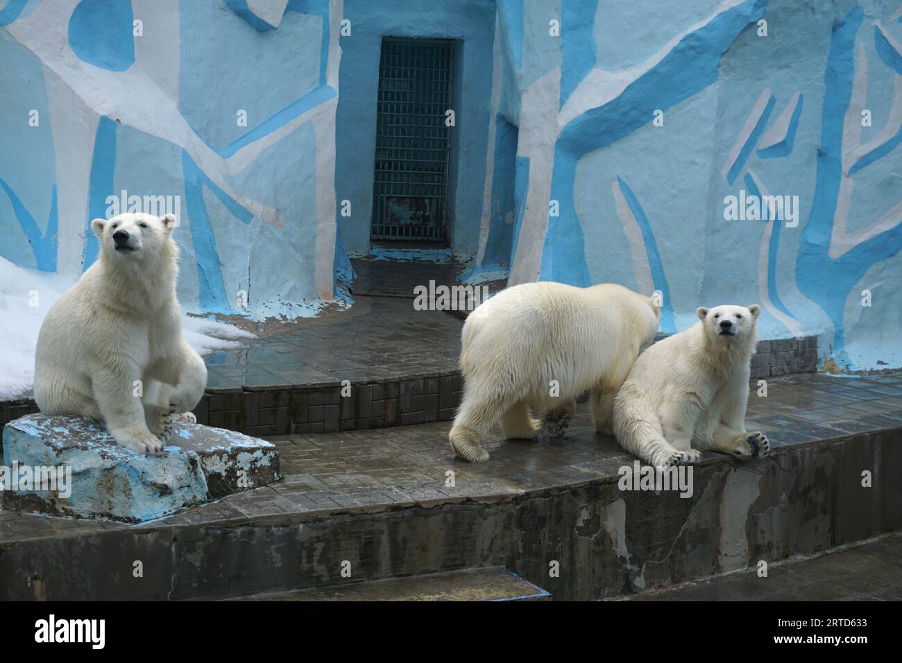 polar bears bears animals with cubs Stock Photo - Alamy