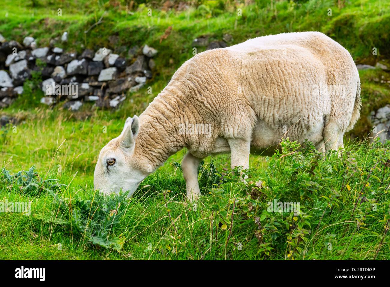 A sheep grazes quietly in a green field on the Isle of Skye, Scotland ...