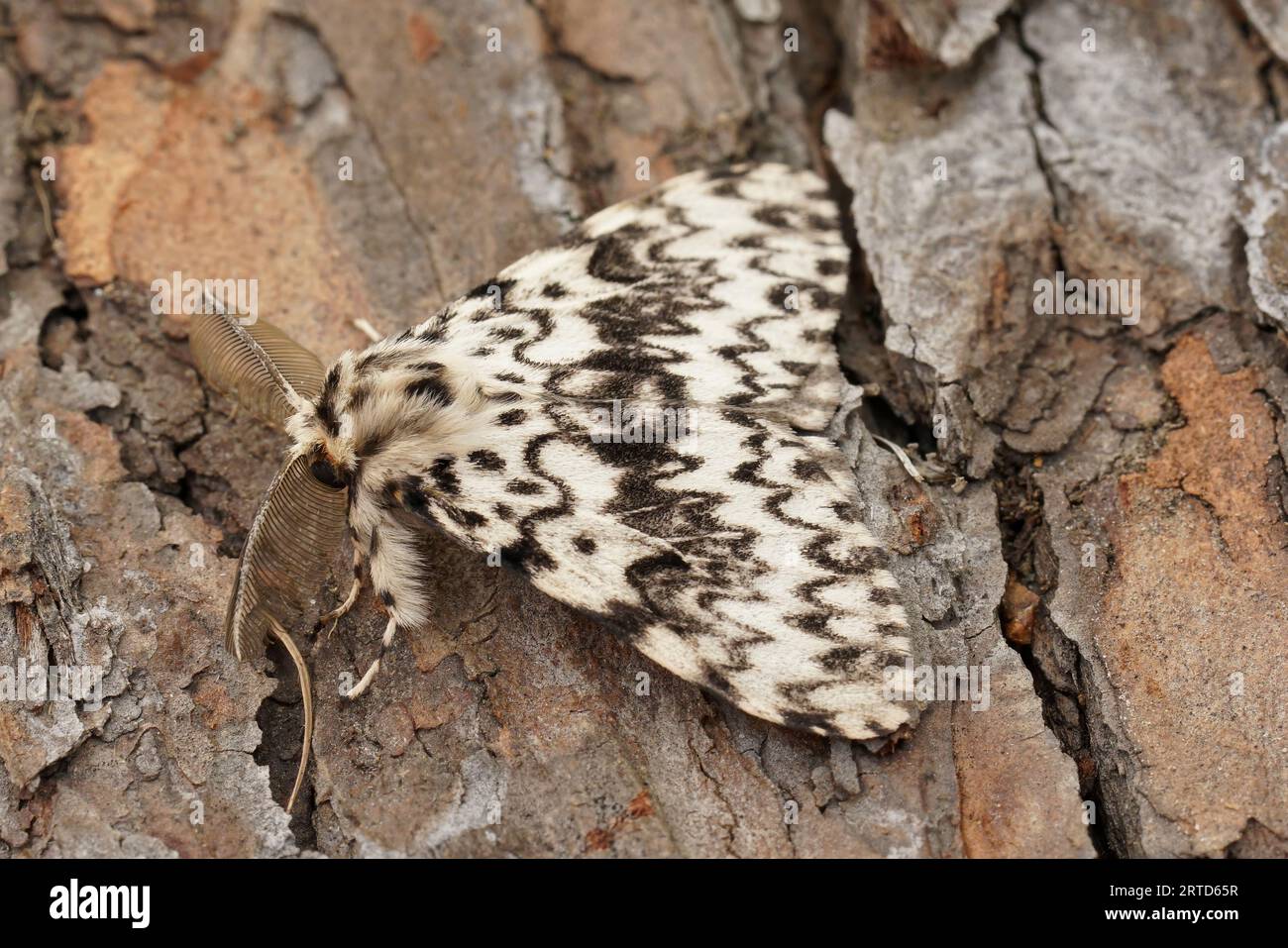 Detailed closeup on the black arches or nun moth, Lymantria monacha ...