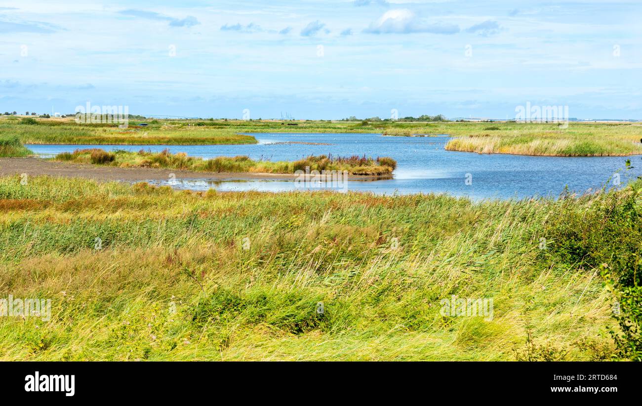 Oare Marshes Nature reserve near Faversham in Kent Stock Photo - Alamy