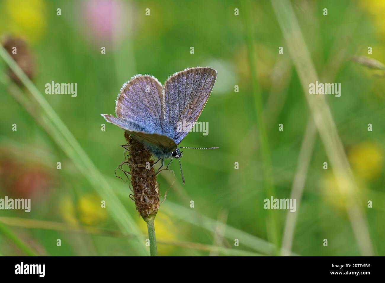 Natural colorful closeup on a Mazarine blue butterfly, Cyaniris ...