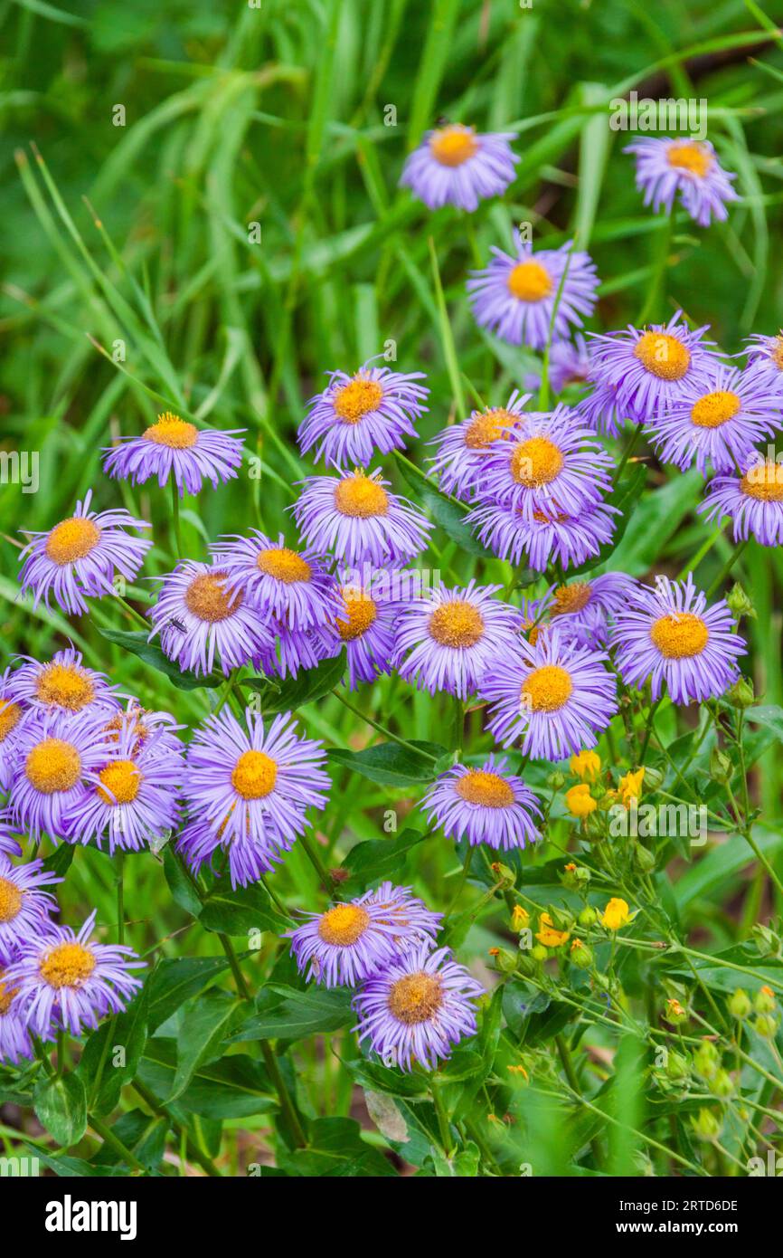 Leafy Aster, Aster foliaceus, in forest at Two Medicine area of Glacier ...