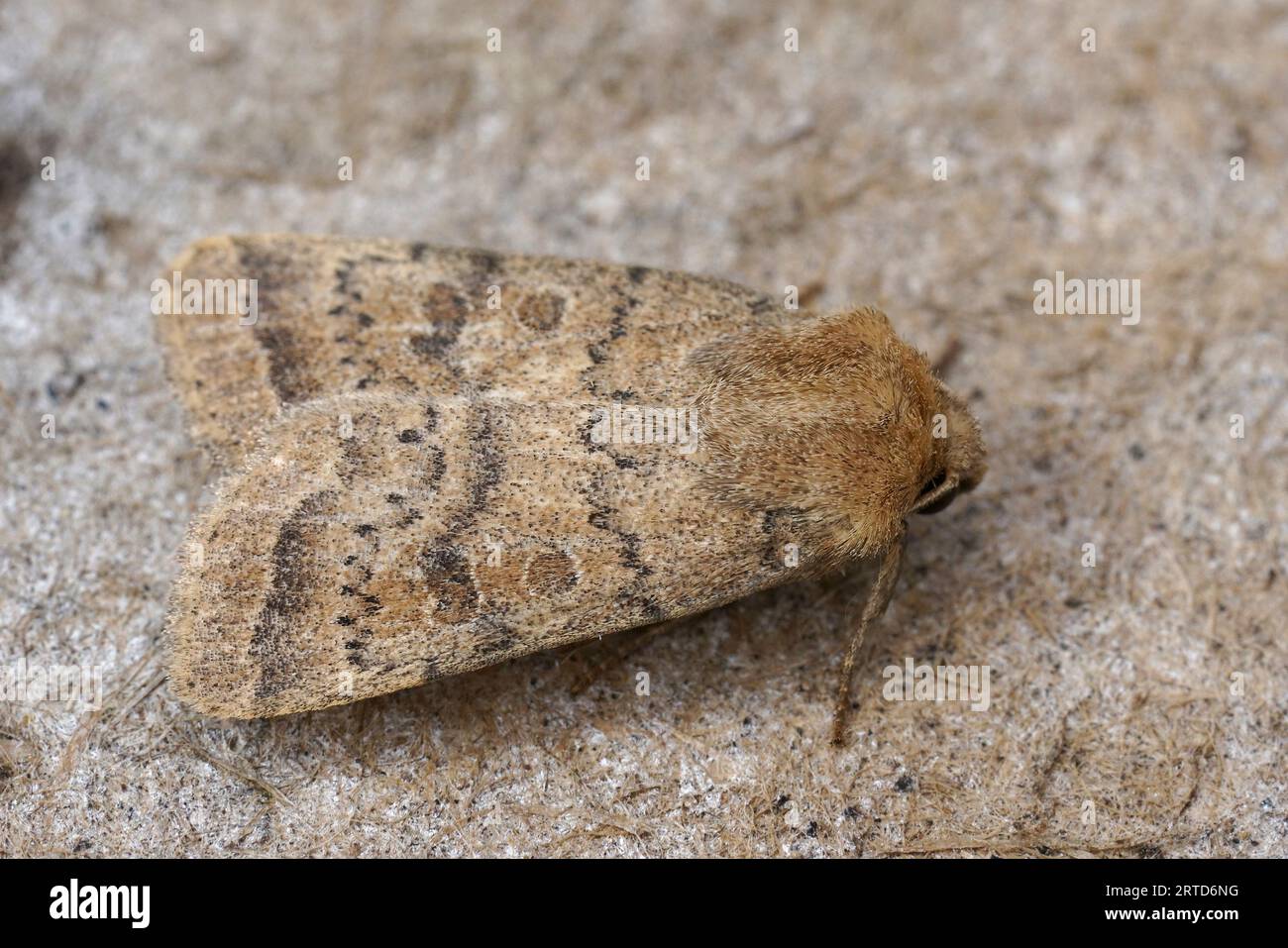 Uncertain moth hi-res stock photography and images - Alamy