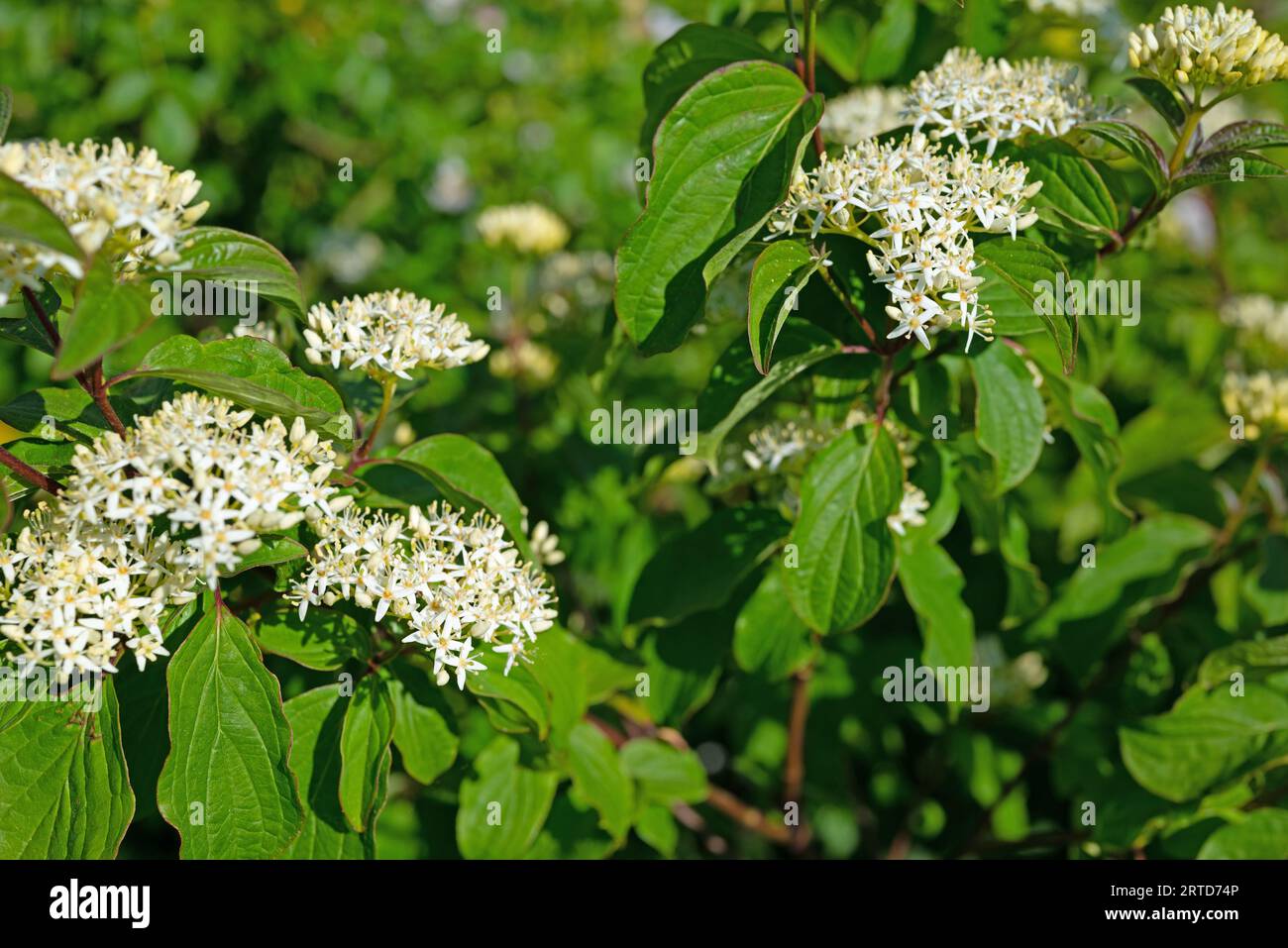 Flowering Red Dogwood, Cornus sanguinea Stock Photo - Alamy