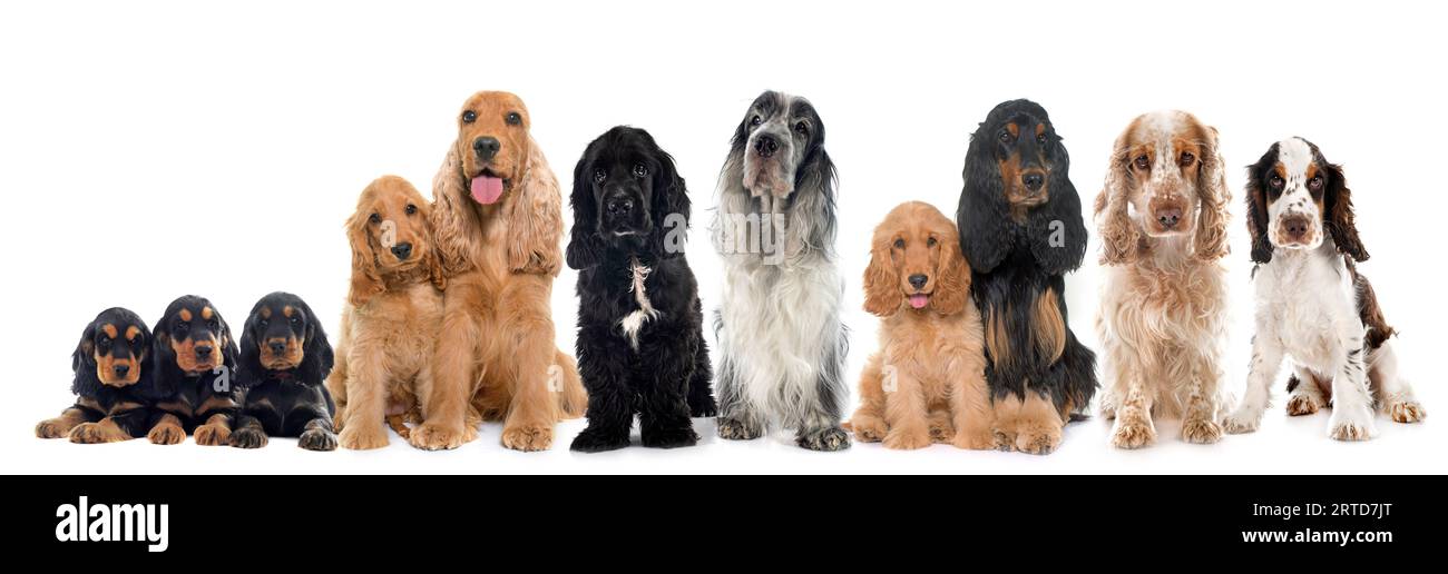 English Cocker Spaniels in front of white background Stock Photo - Alamy