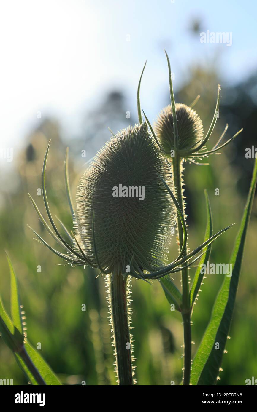 Thistle landscape hi-res stock photography and images - Alamy
