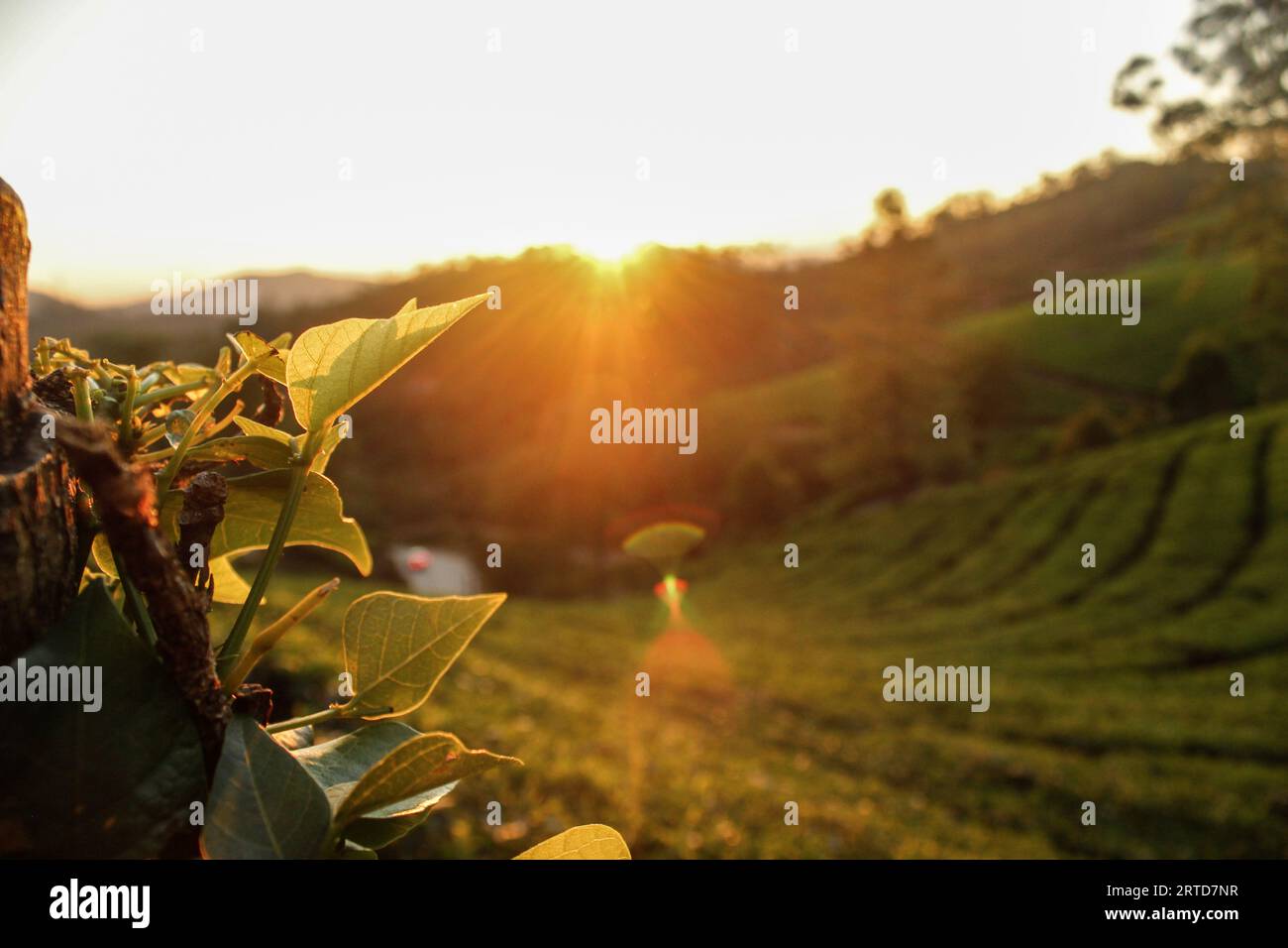 Beautiful sunset at Munnar hills, Kerala Stock Photo - Alamy