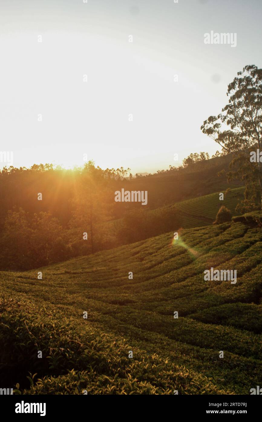 Beautiful sunset at Munnar hills, Kerala Stock Photo - Alamy