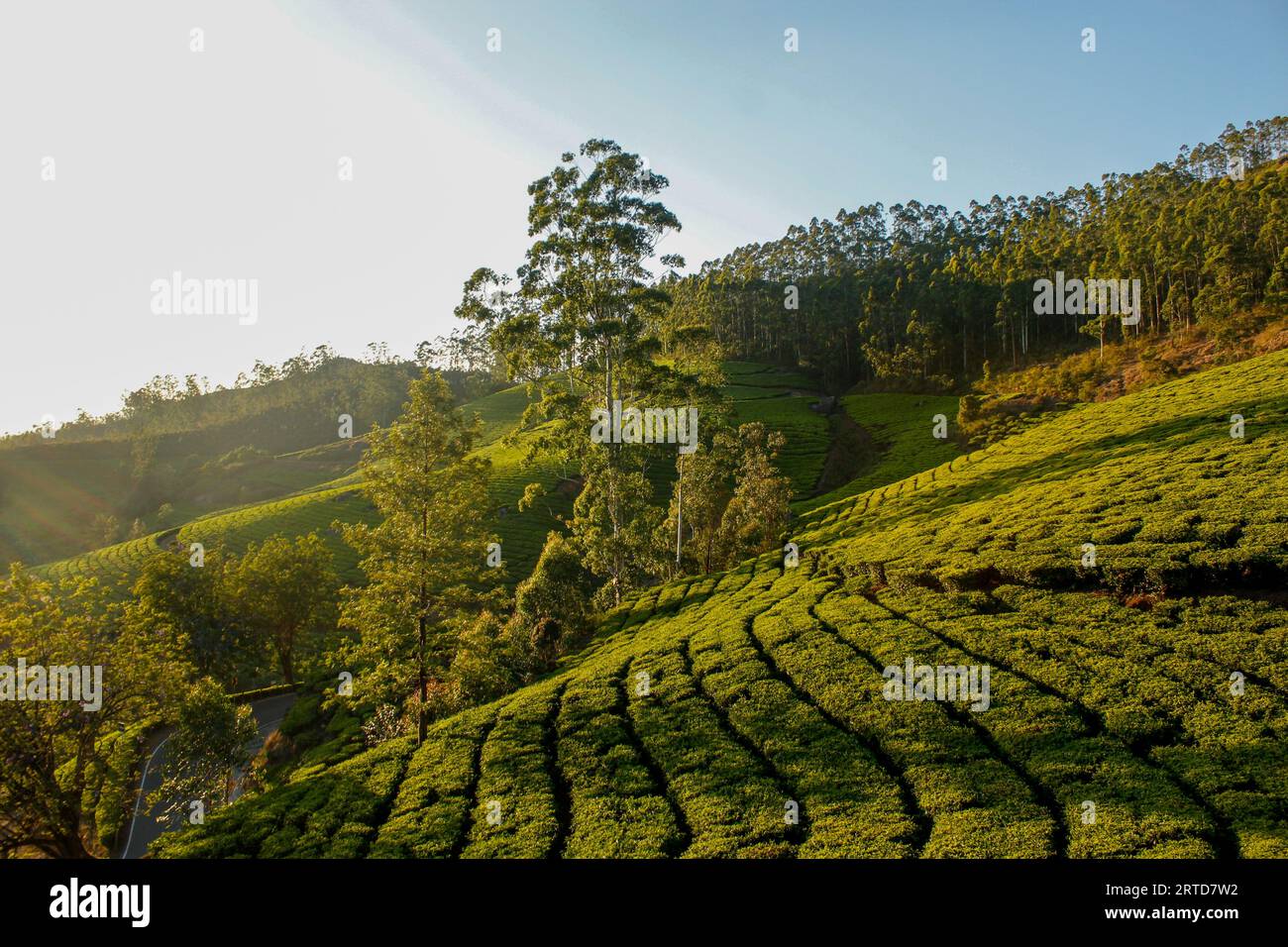 Beautiful sunset at Munnar hills, Kerala Stock Photo - Alamy