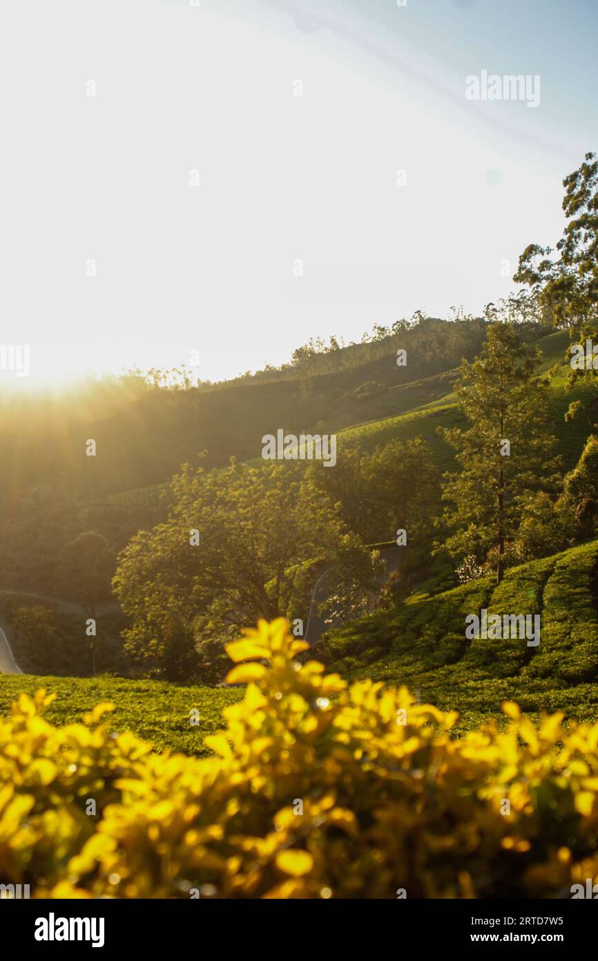 Beautiful sunset at Munnar hills, Kerala Stock Photo - Alamy