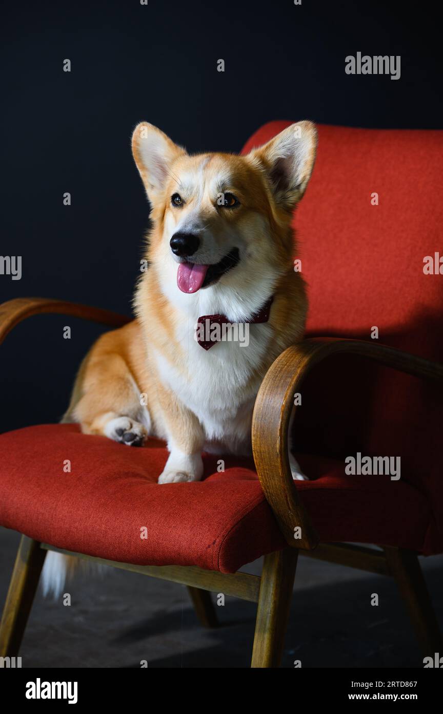 A positive corgi dog sits on a red chair. The dog is wearing a red bow ...