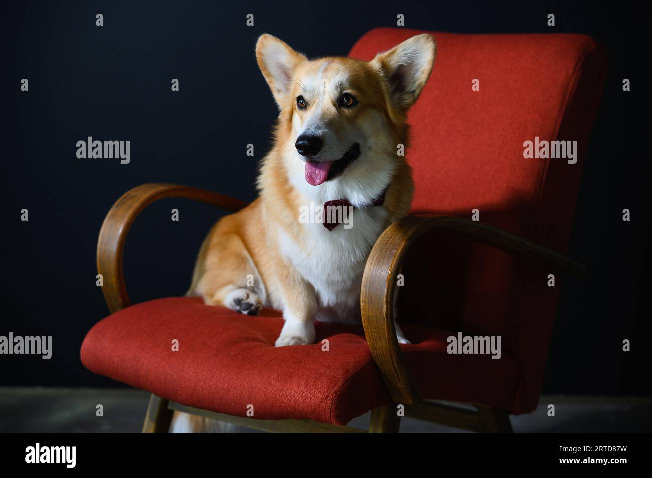 A positive corgi dog sits on a red chair. The dog is wearing a red bow ...