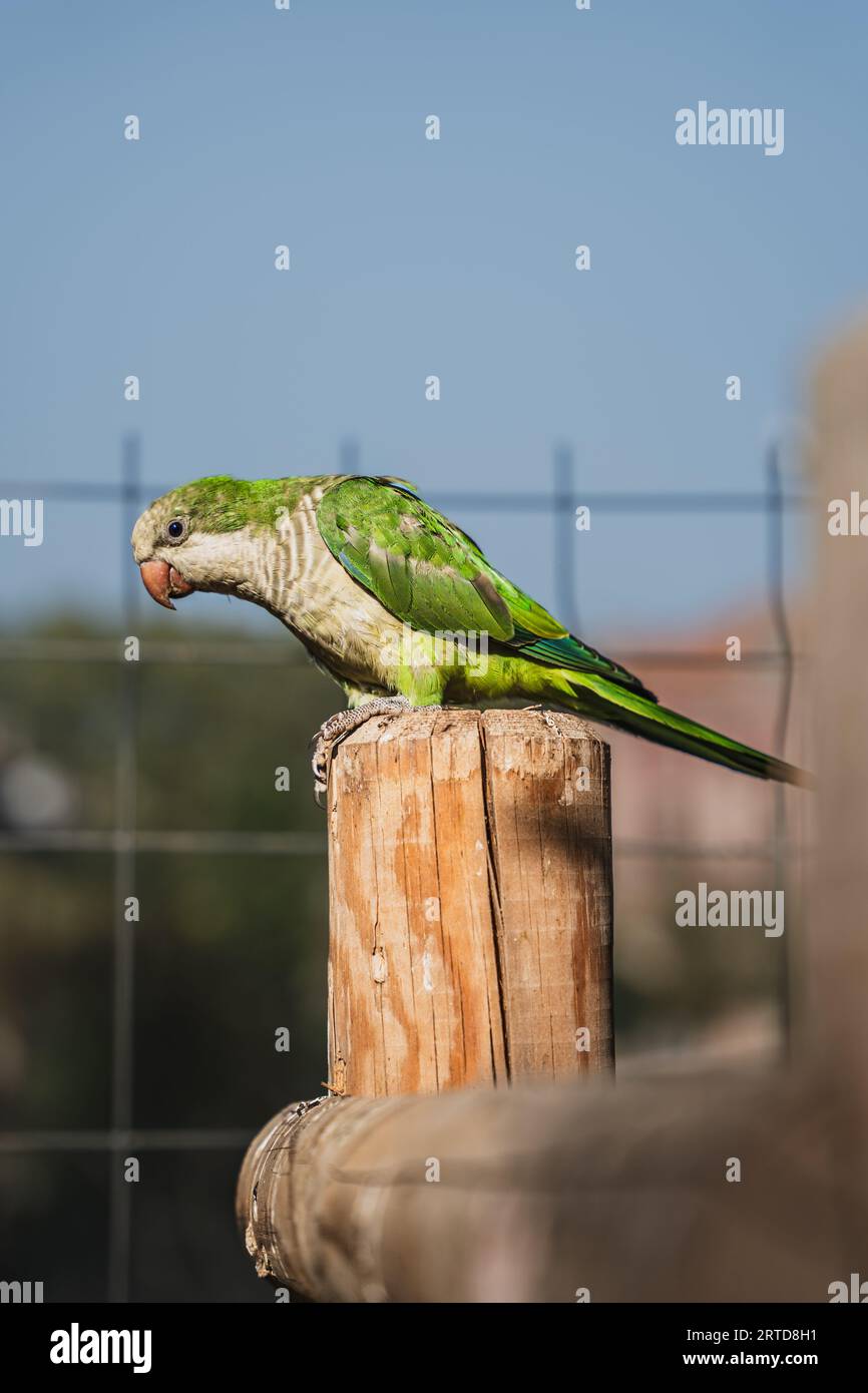 Perico verde hi-res stock photography and images - Alamy