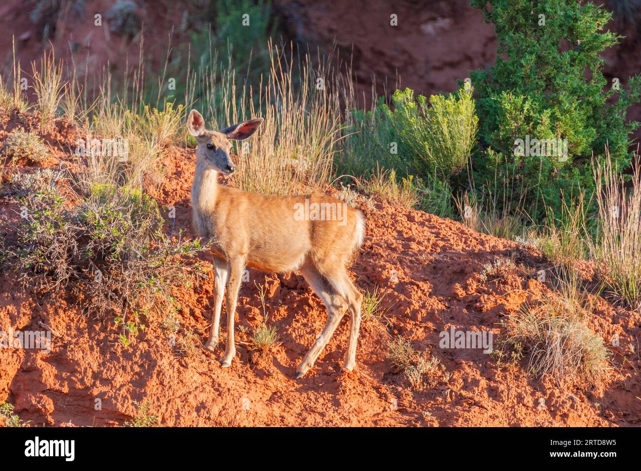 Mule deer, Odocoileus hemionus, in early morning light in Devil's Tower ...