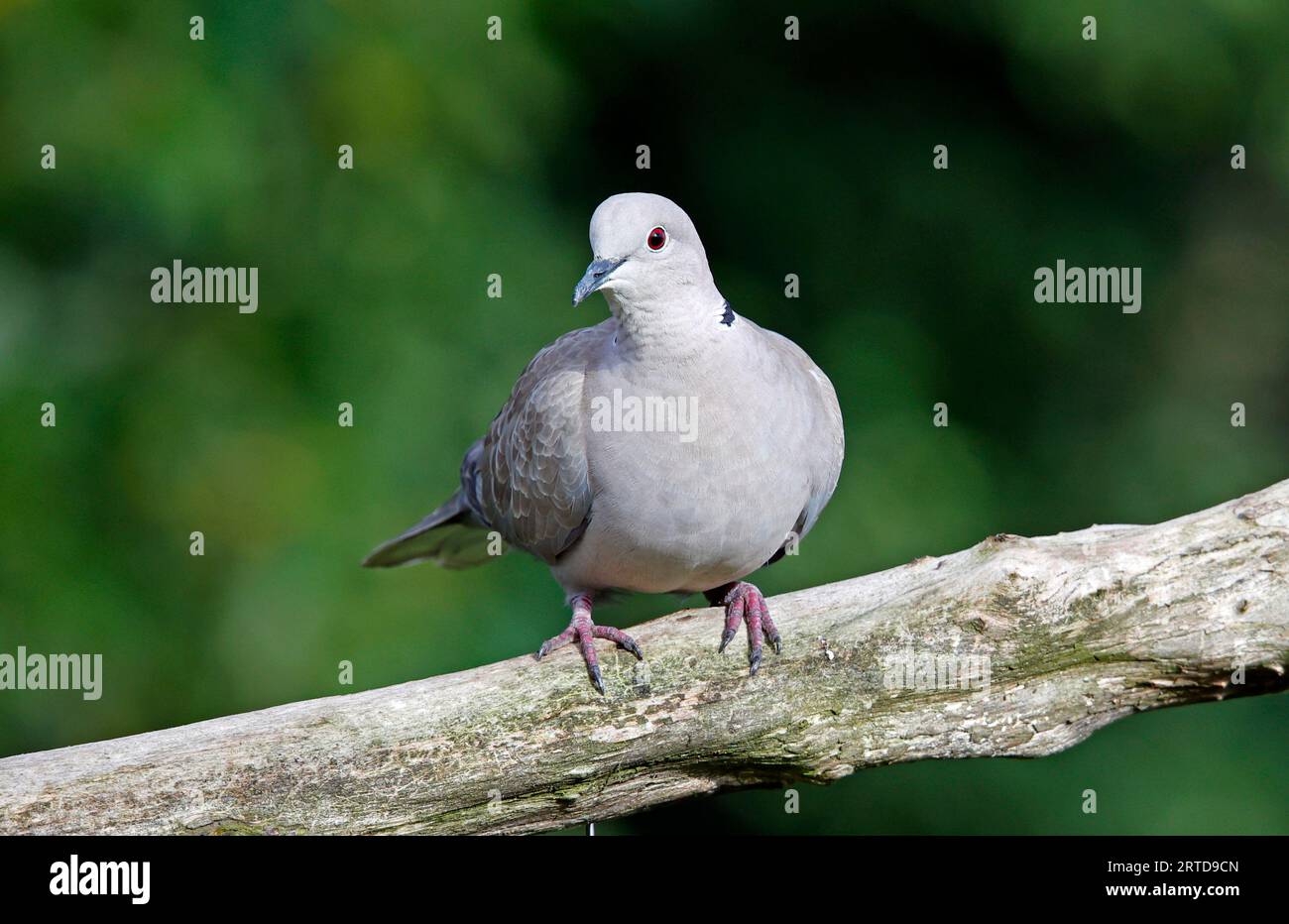Collared dove photographs hi-res stock photography and images - Alamy