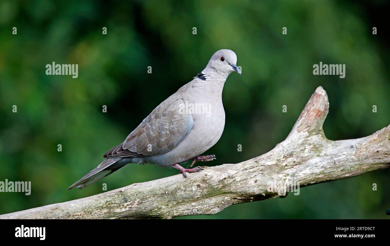 Collared dove photographs hi-res stock photography and images - Alamy