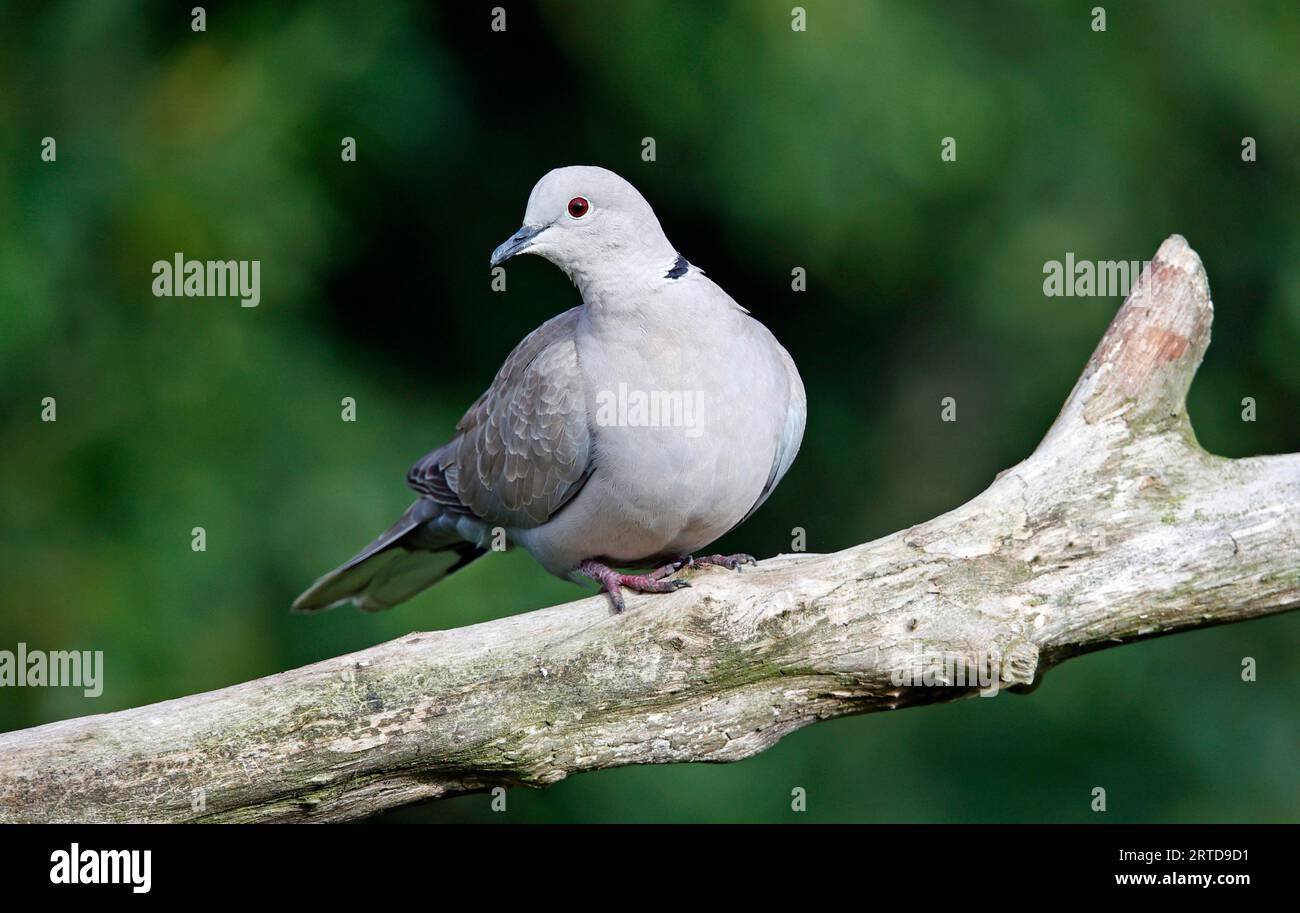 Dove preen hi-res stock photography and images - Alamy