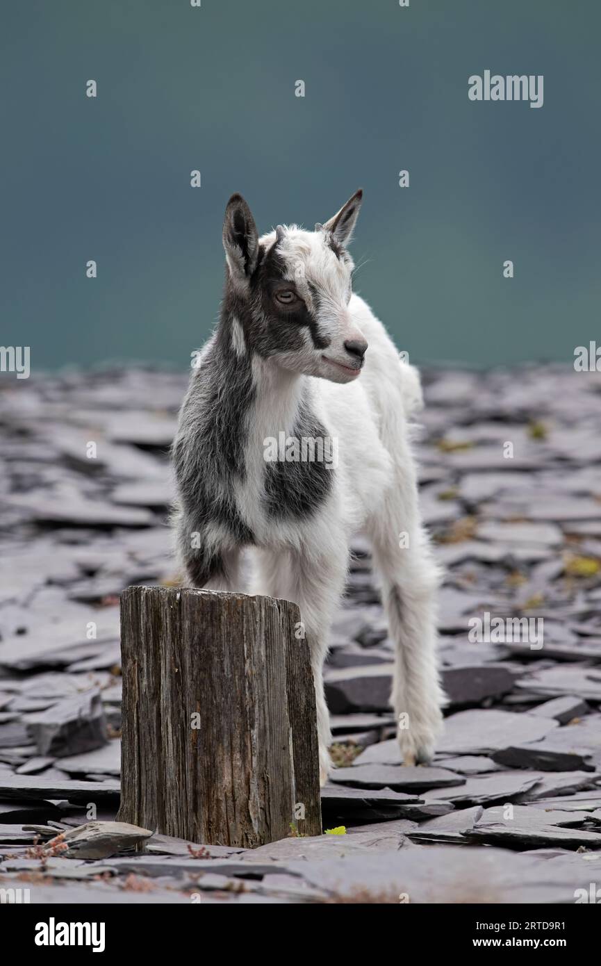 British Primitive Goat Kid (Capra hircus) in Disused Slate Quarry in ...