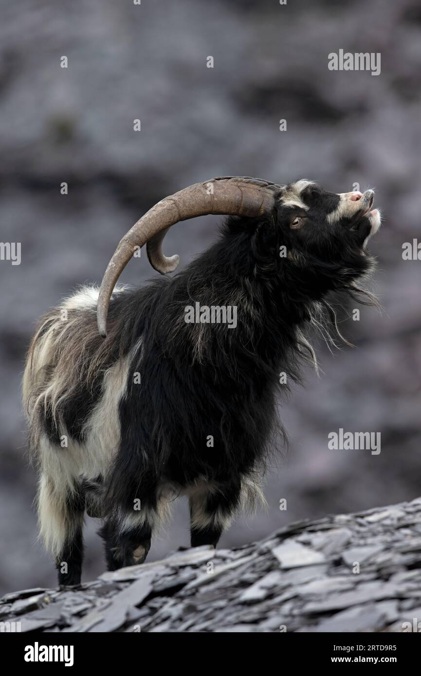 British Primitive Goat (Capra hircus) in Disused Slate Quarry in ...