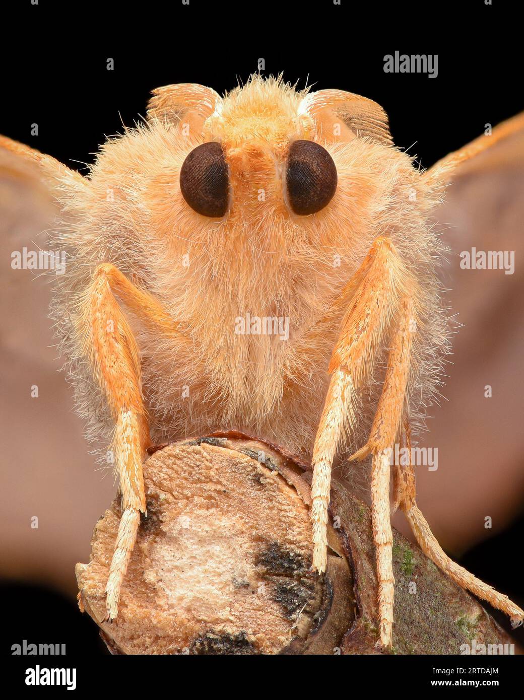 Portrait of a beige colored Dusky Thorn Moth without a proboscis, on a ...