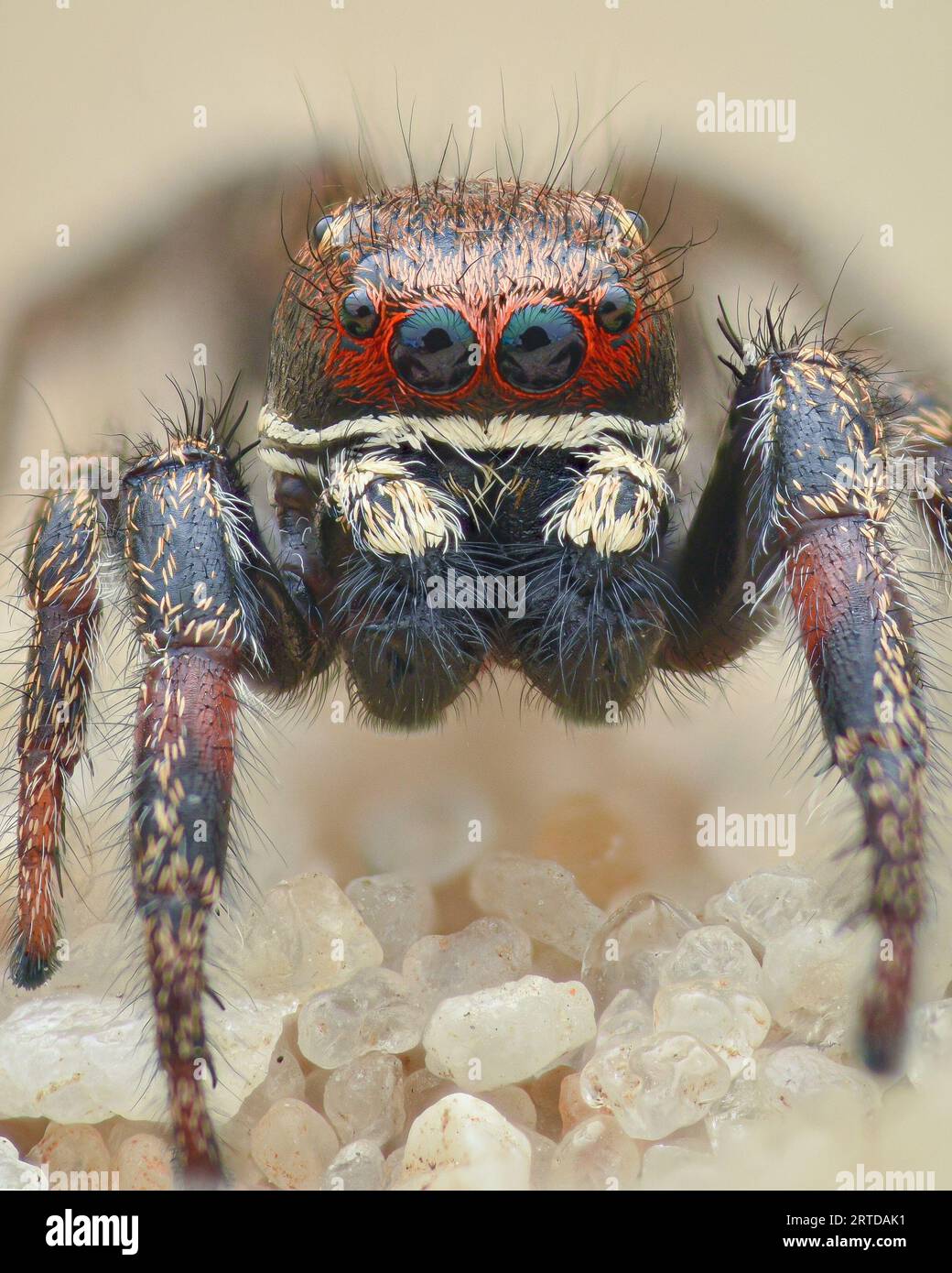 Red and blue bugs hi-res stock photography and images - Alamy