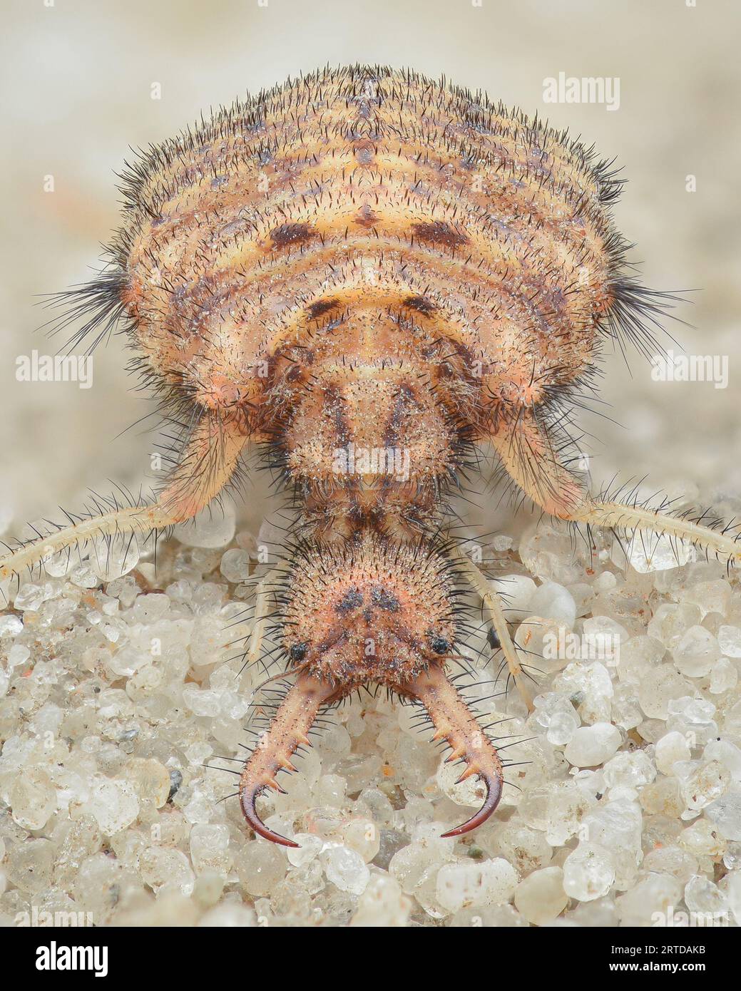 Full, symmetrical view of a Spotted-wing Antlion larvae with large ...