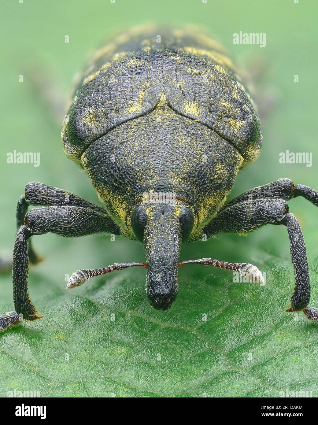 Portrait of a black weevil with yellow dust, green background (Larinus ...