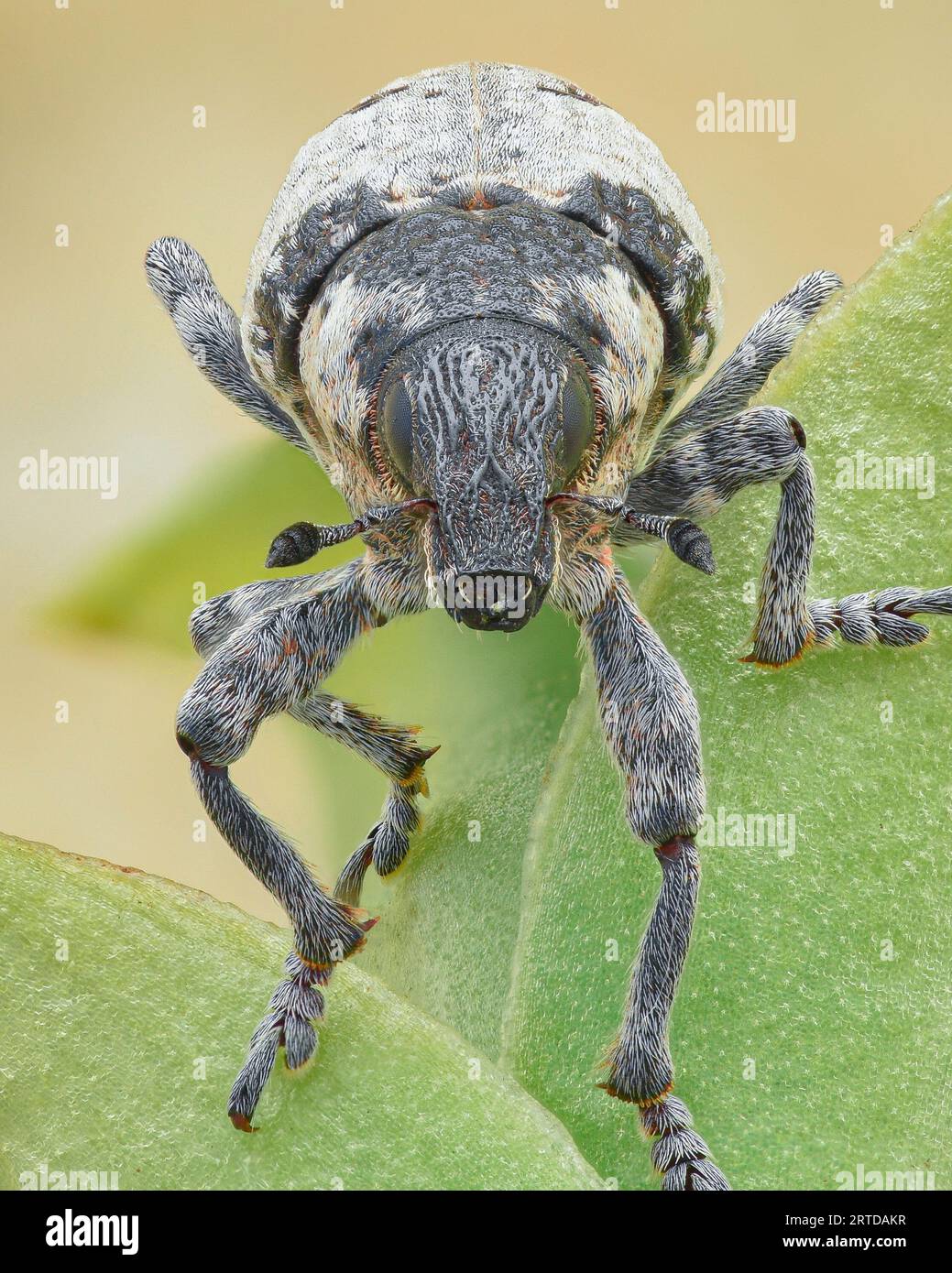 Portrait of a black and white weevil with a short proboscis, on the ...