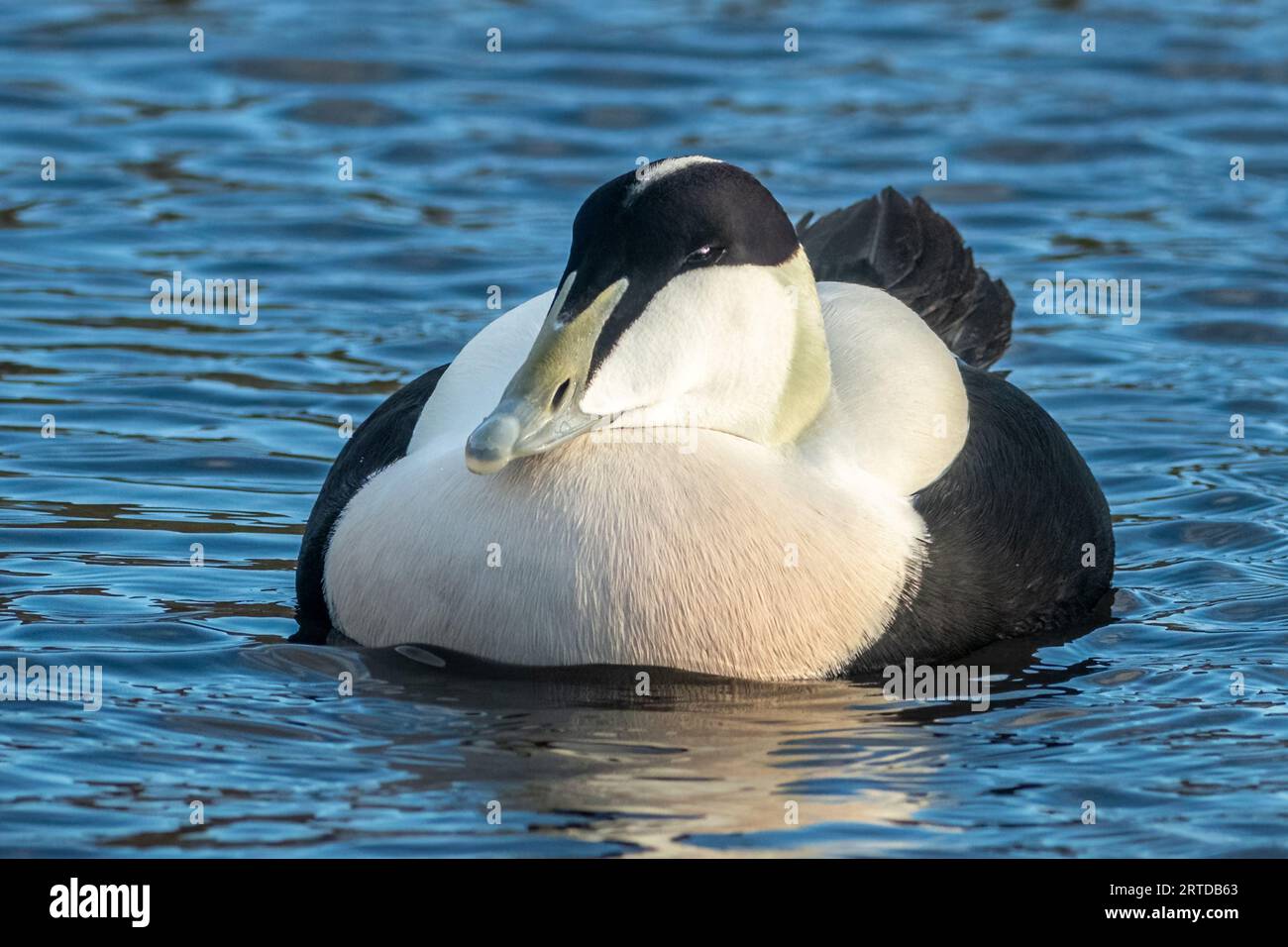 Eider Duck Male Stock Photo - Alamy