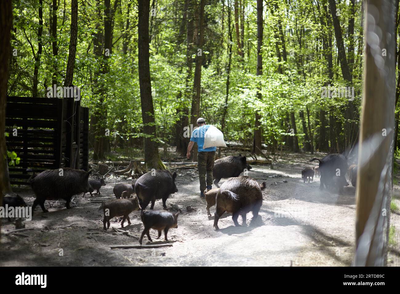 An aviary in the forest with wild pigs fed by a worker Stock Photo - Alamy