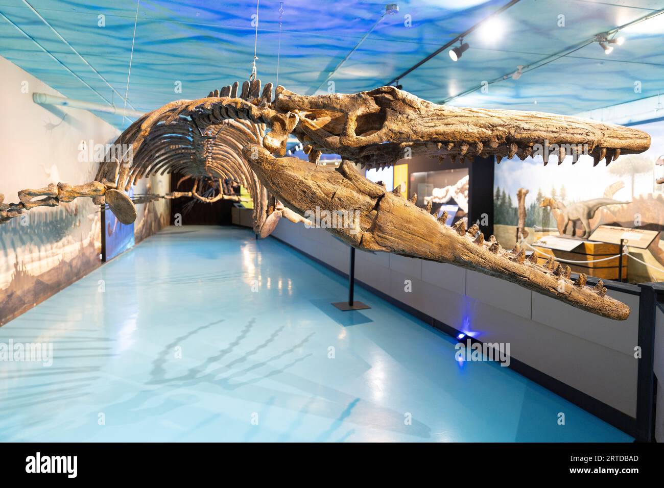 The mosasaur Bruce at the fossil museum in Morden, Manitoba, Canada in ...