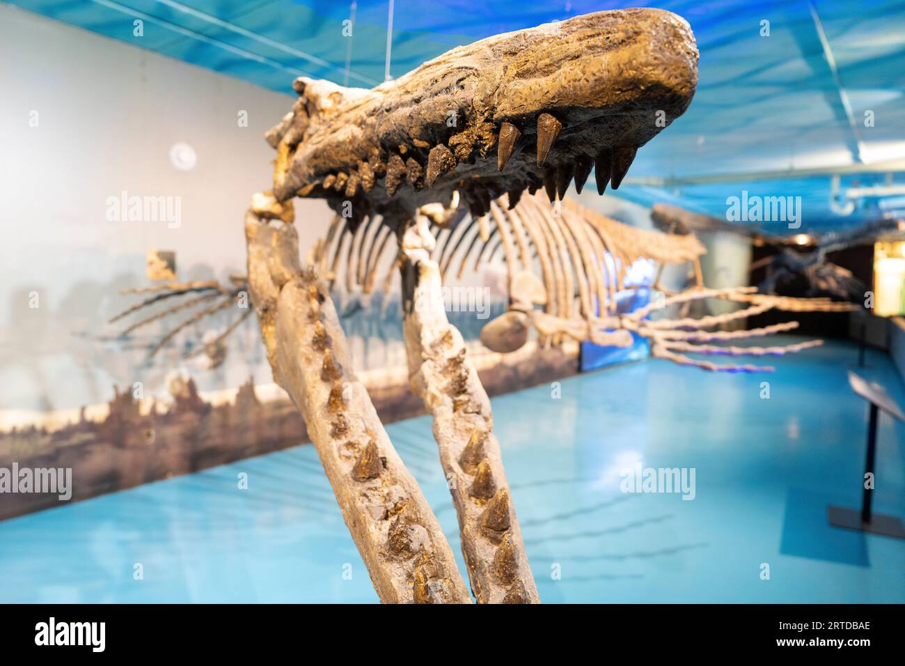 The mosasaur Bruce at the fossil museum in Morden, Manitoba, Canada in ...