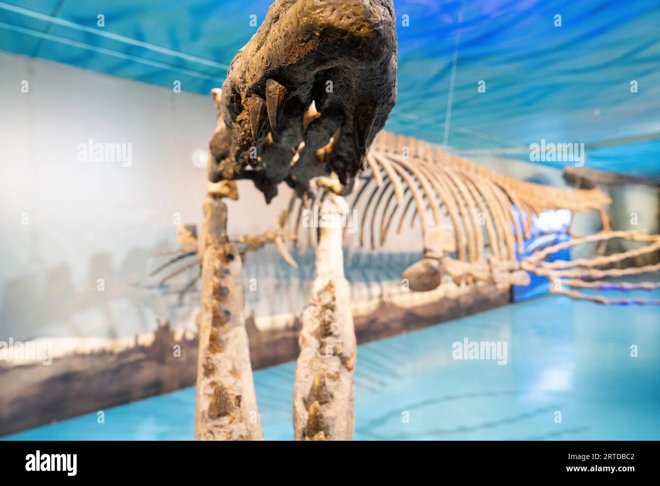 The mosasaur Bruce at the fossil museum in Morden, Manitoba, Canada in ...