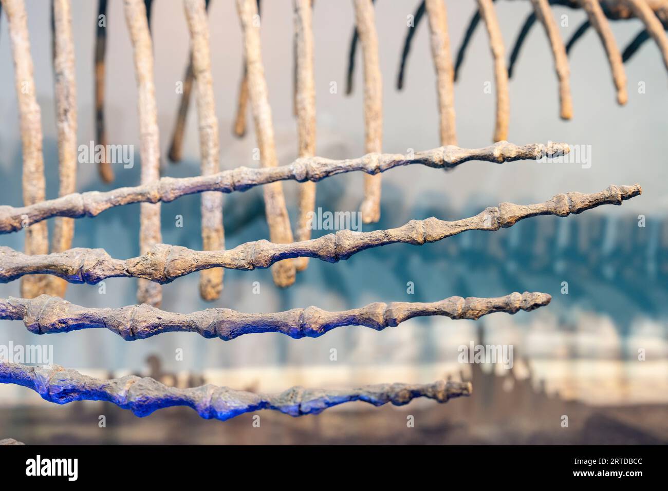 The mosasaur Bruce at the fossil museum in Morden, Manitoba, Canada in ...