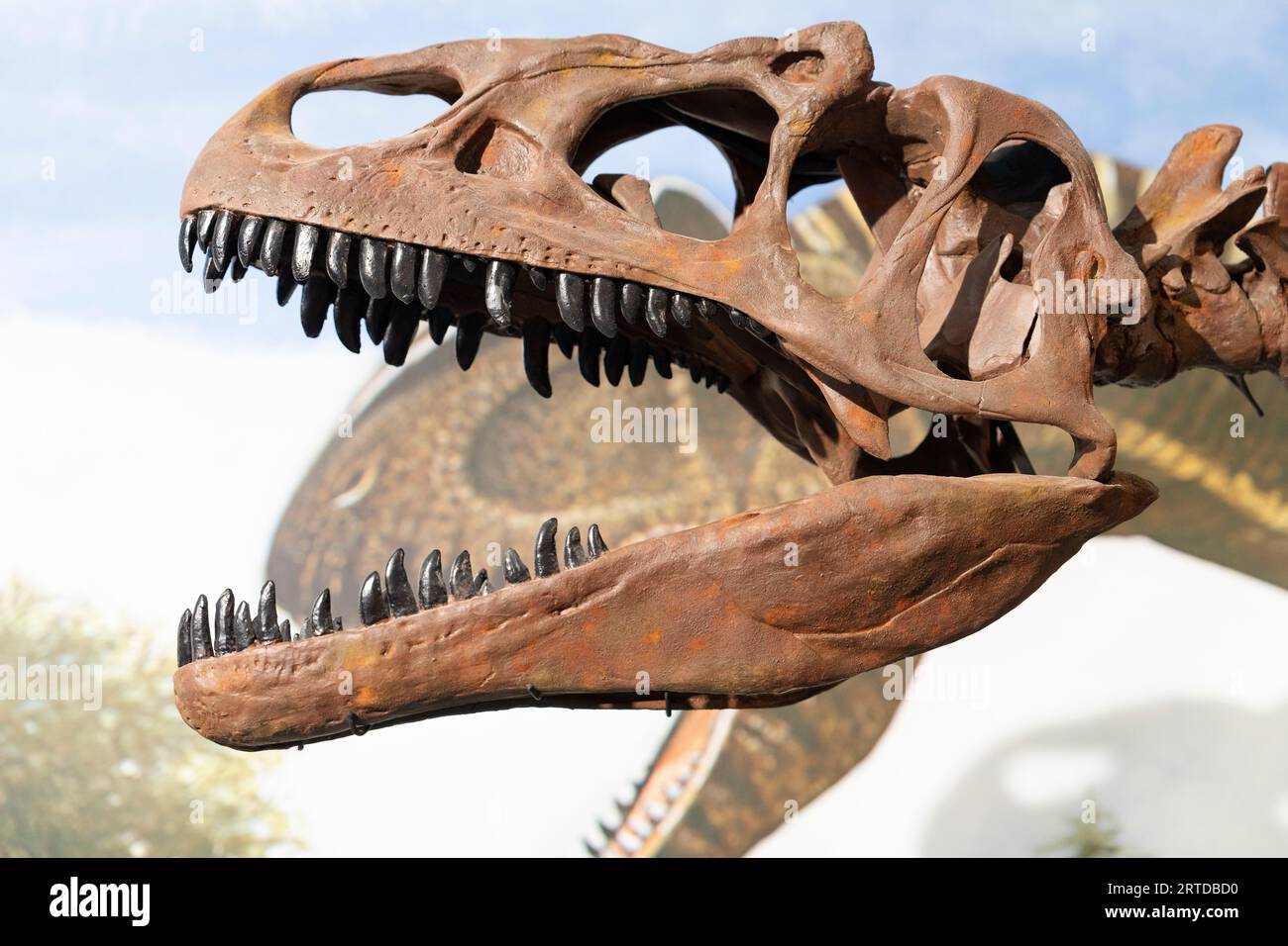Mosasaur canada fossil hi-res stock photography and images - Alamy