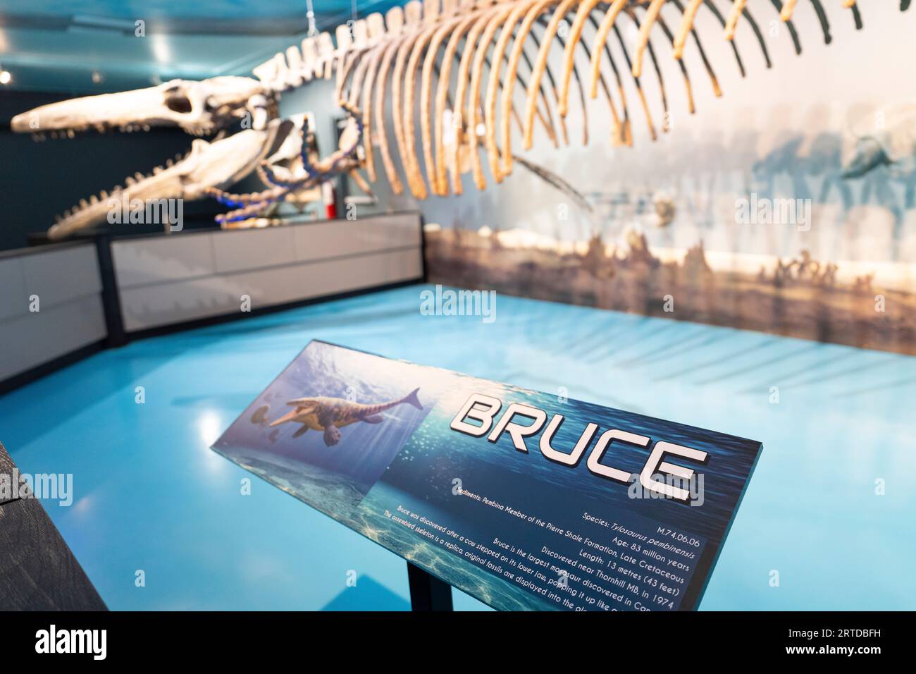 The mosasaur Bruce at the fossil museum in Morden, Manitoba, Canada in ...