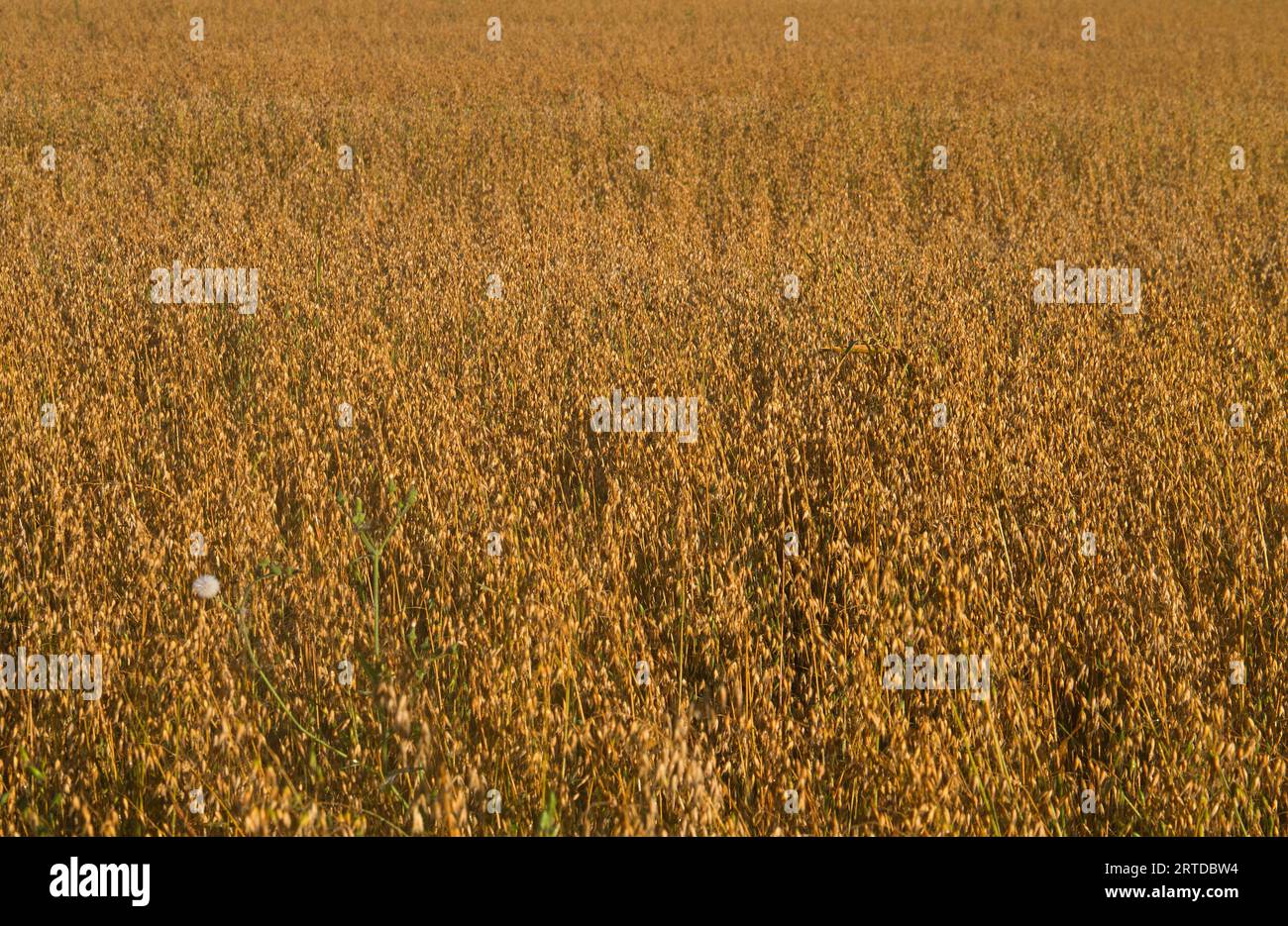 Early grains hi-res stock photography and images - Alamy