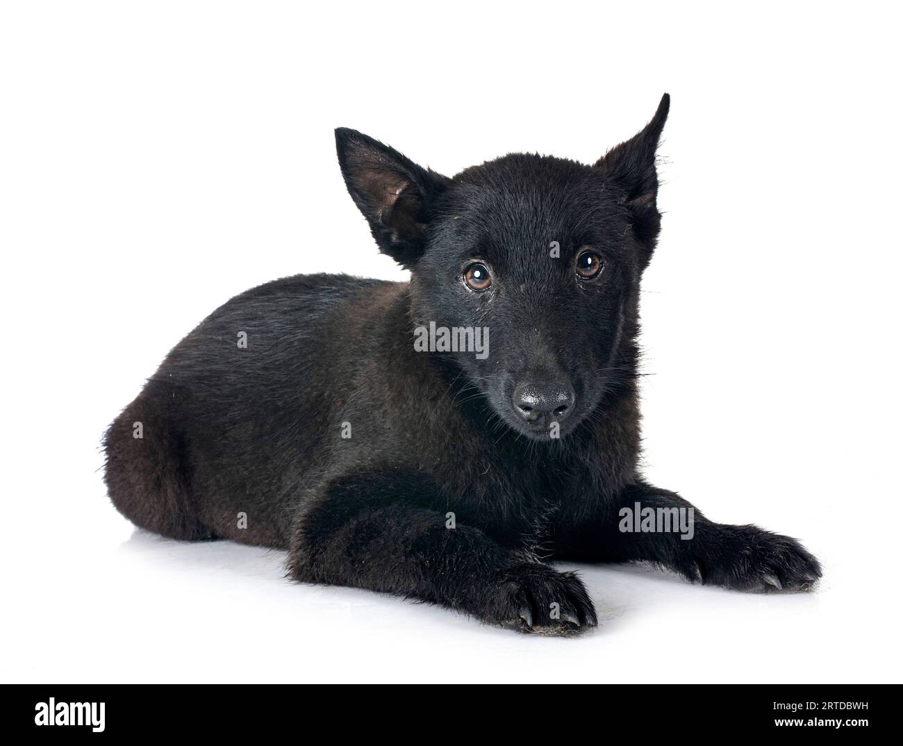 Schipperke hi-res stock photography and images - Alamy