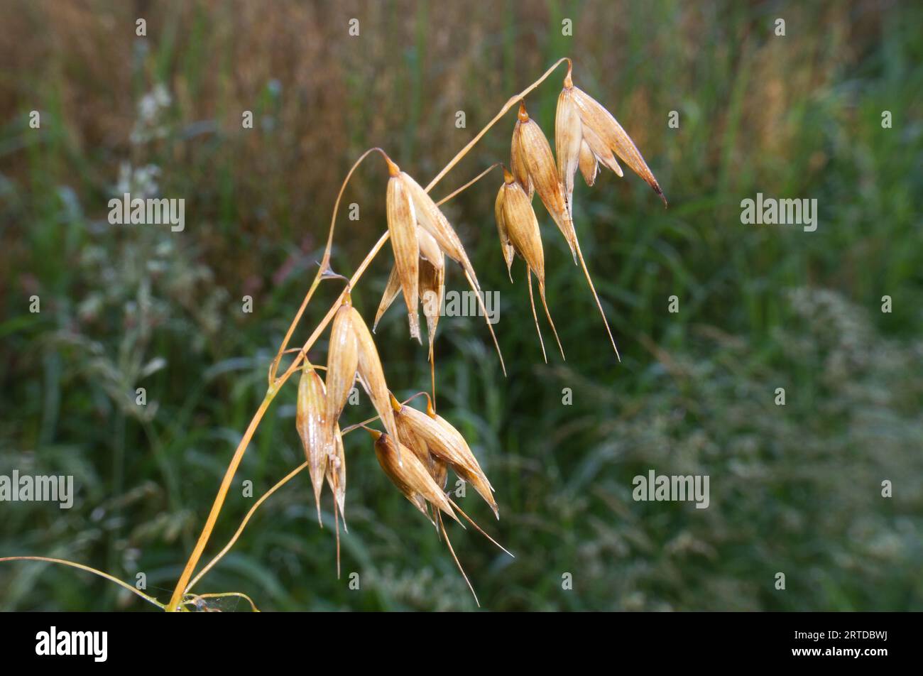 Ear of grains hi-res stock photography and images - Alamy