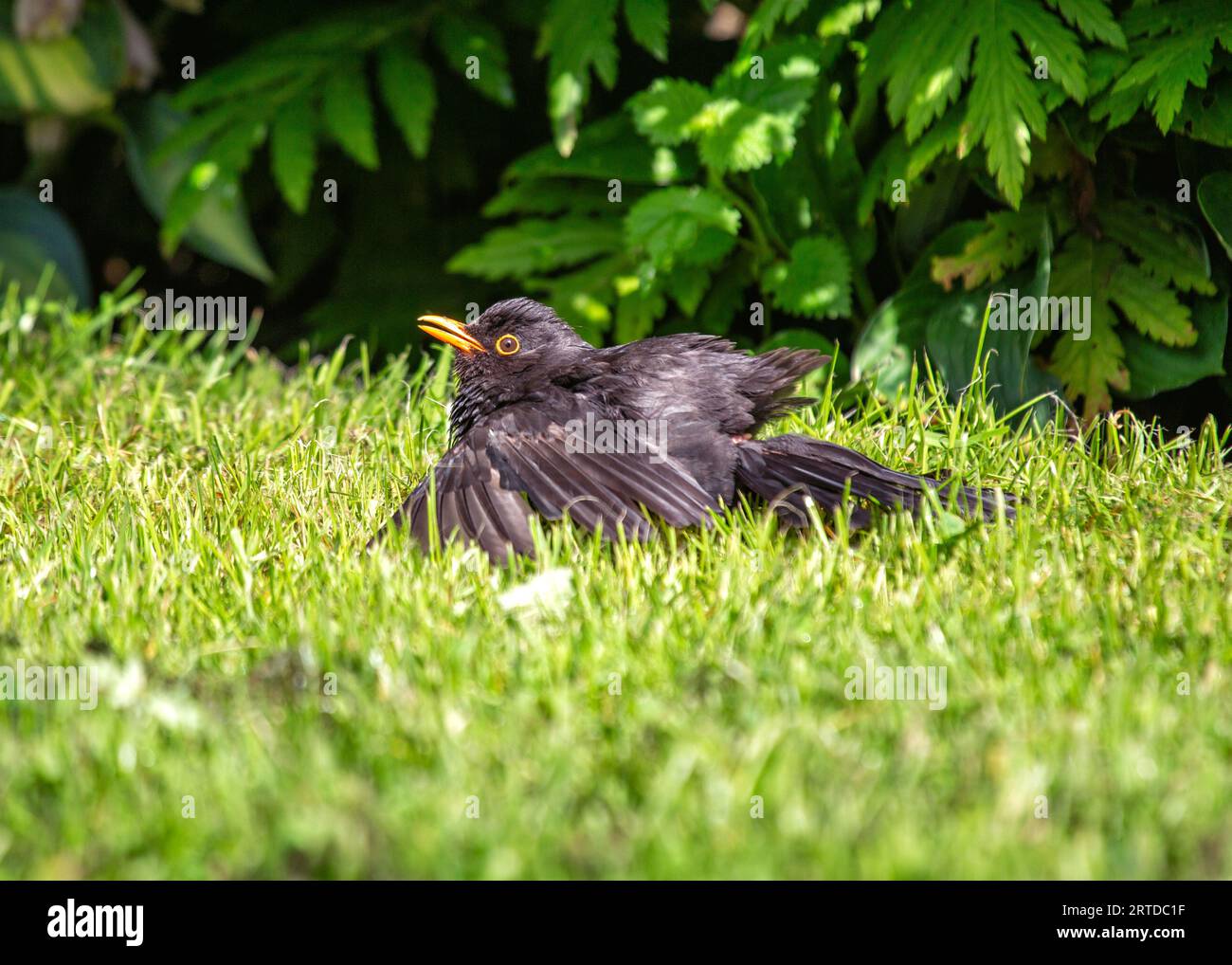 A striking male Blackbird (Turdus merula) in Phoenix Park, Dublin ...