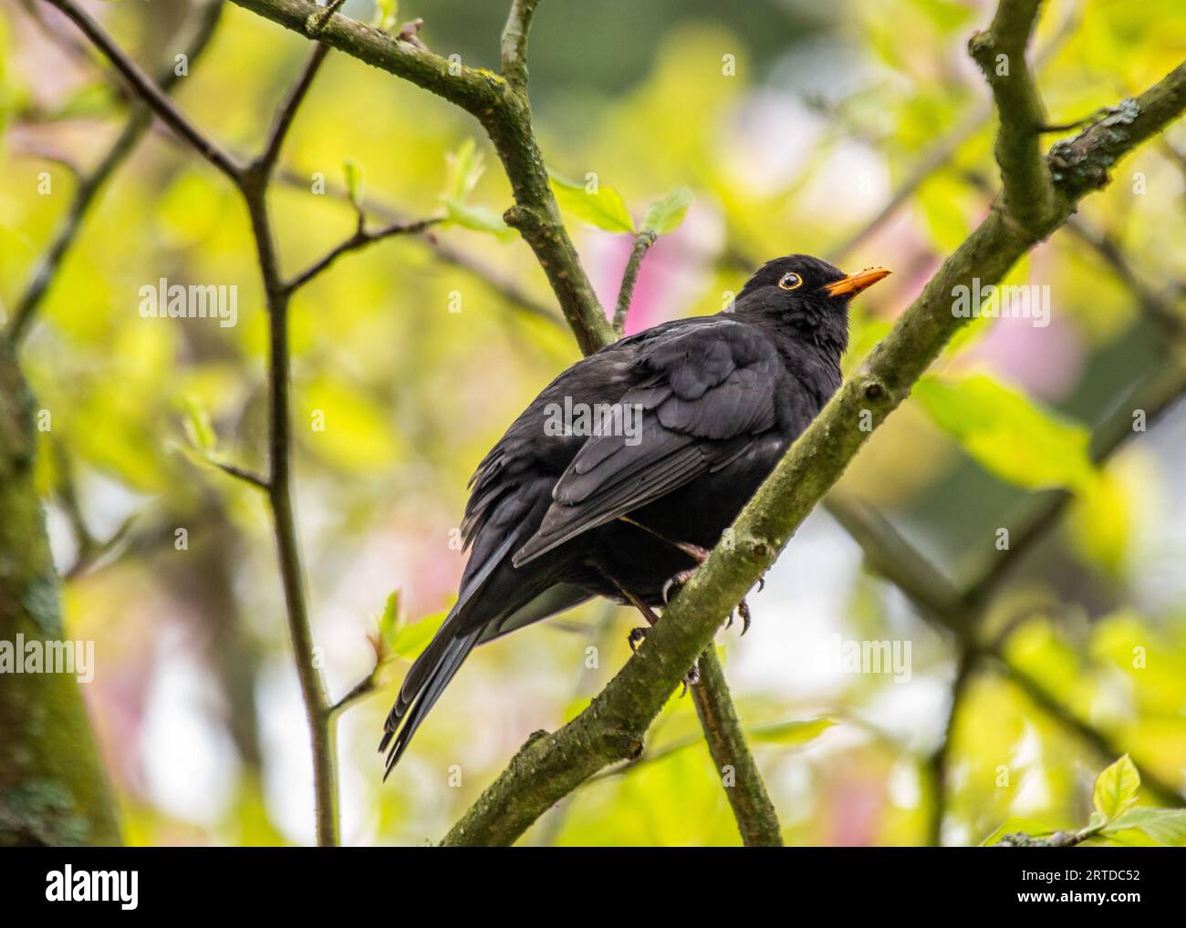 A striking male Blackbird (Turdus merula) in Phoenix Park, Dublin ...