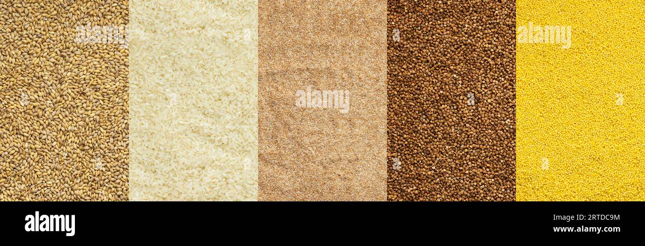 Various grain cereals banner, top view, pearl barley and white rice ...