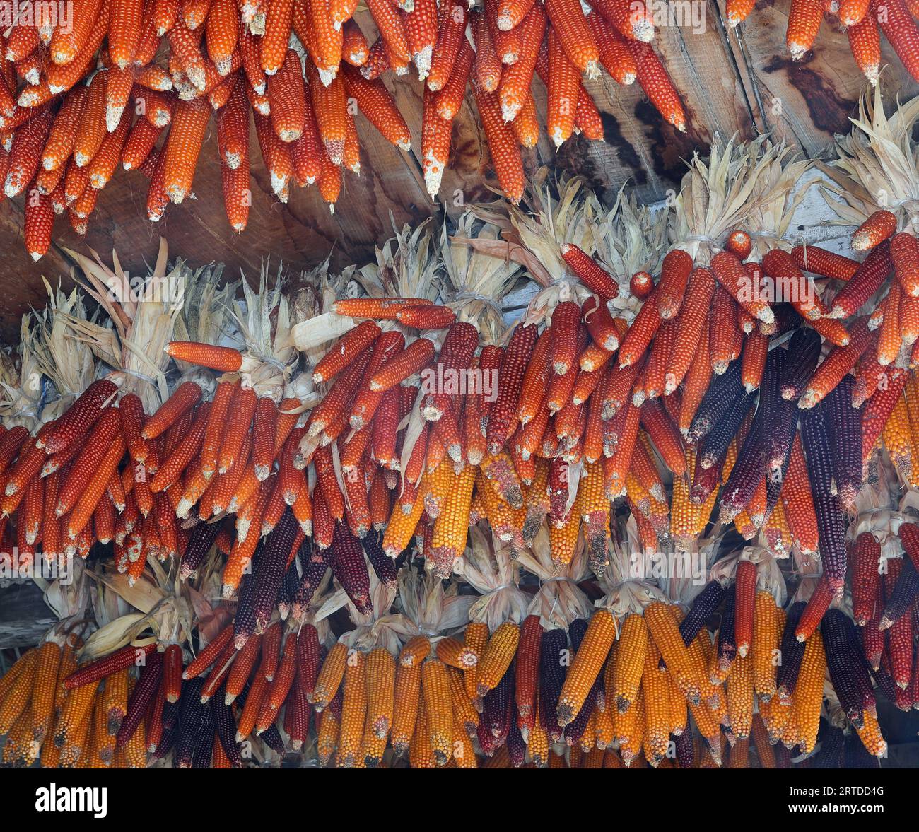 dry corn cobs hanging from the ceiling to keep them from being eaten by ...