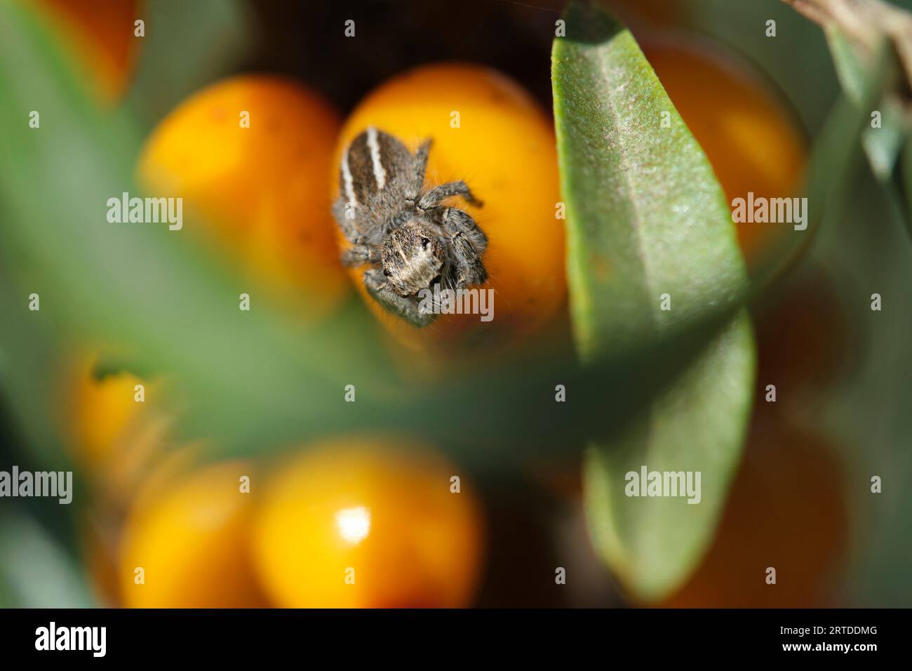Orchard spider small hi-res stock photography and images - Alamy