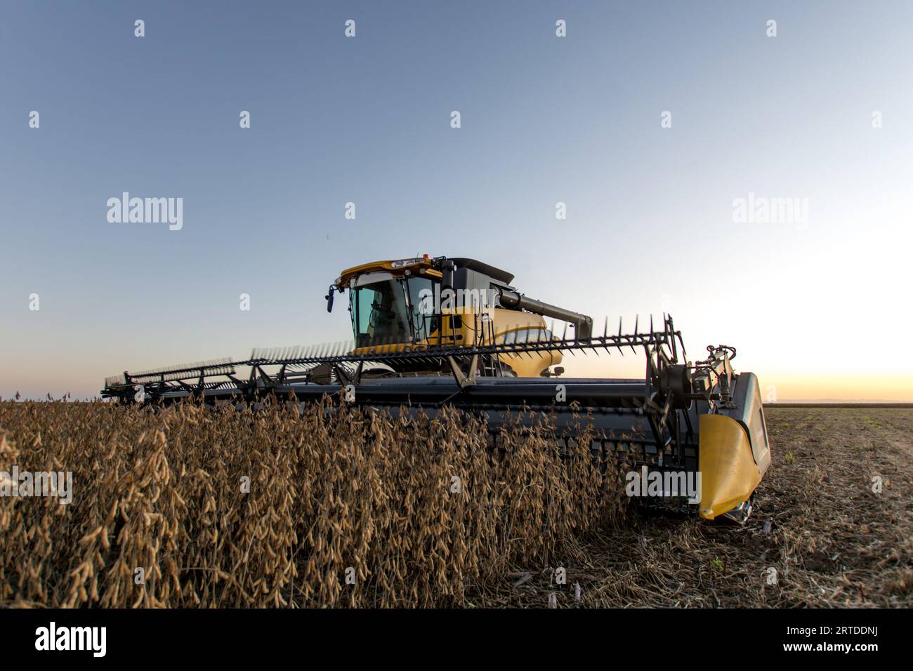 Combine harvester collecting corn grains in rural Argentine field Stock ...