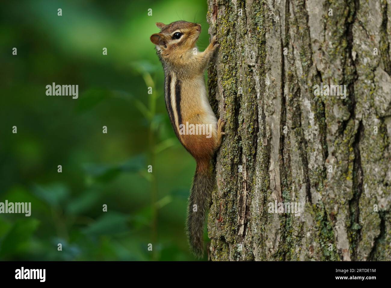 Chipmunk in forest hi-res stock photography and images - Alamy